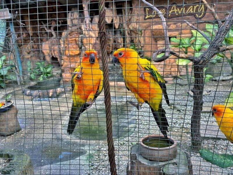 Kuala Lumpur: Bird Park Day Ticket & 1-Way Transfer - Final Thoughts: Is It Worth Your Time?