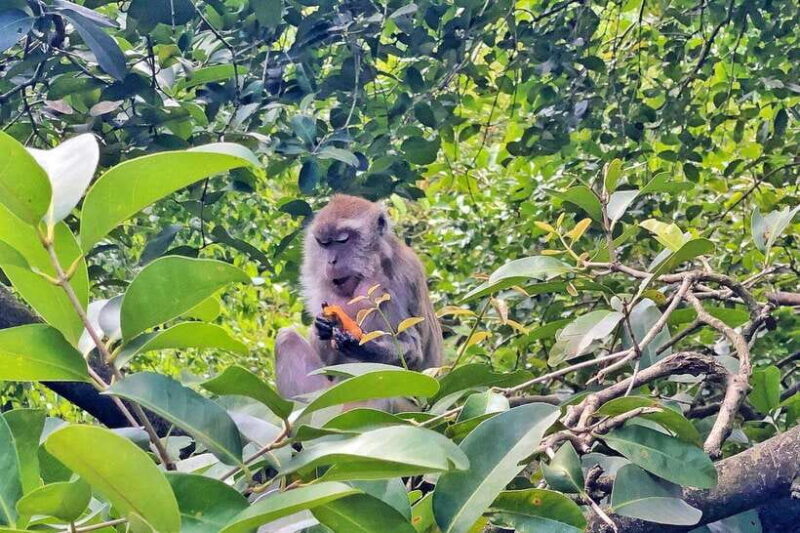 Kuala Lumpur: Bird Park Day Ticket & 1-Way Transfer - FAQs