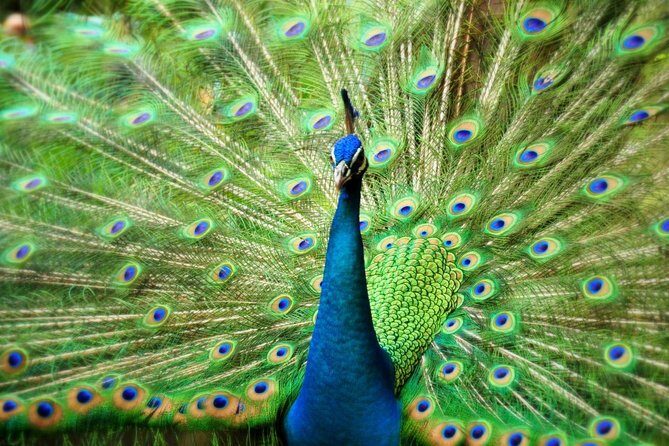 Kuala Lumpur Bird Park With Return Transfers - FAQs