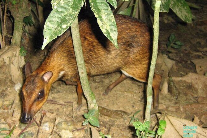 Kuala Lumpur Bus Tour Experience 3 Days - An In-Depth Look at the 3-Day Kuala Lumpur Tour