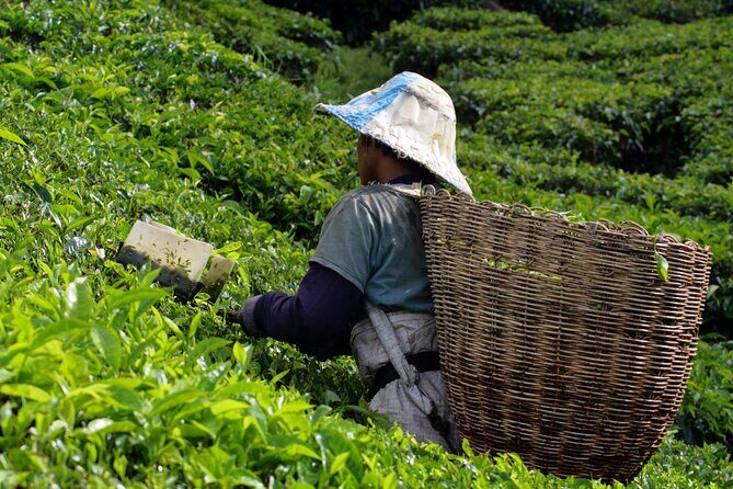 Kuala Lumpur: Cameron Highlands & Batu Caves Private Day Tour - Authenticity & Unique Experiences