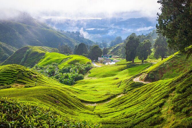 Kuala Lumpur: Cameron Highlands & Batu Caves Private Day Tour - Who Should Consider This Tour?