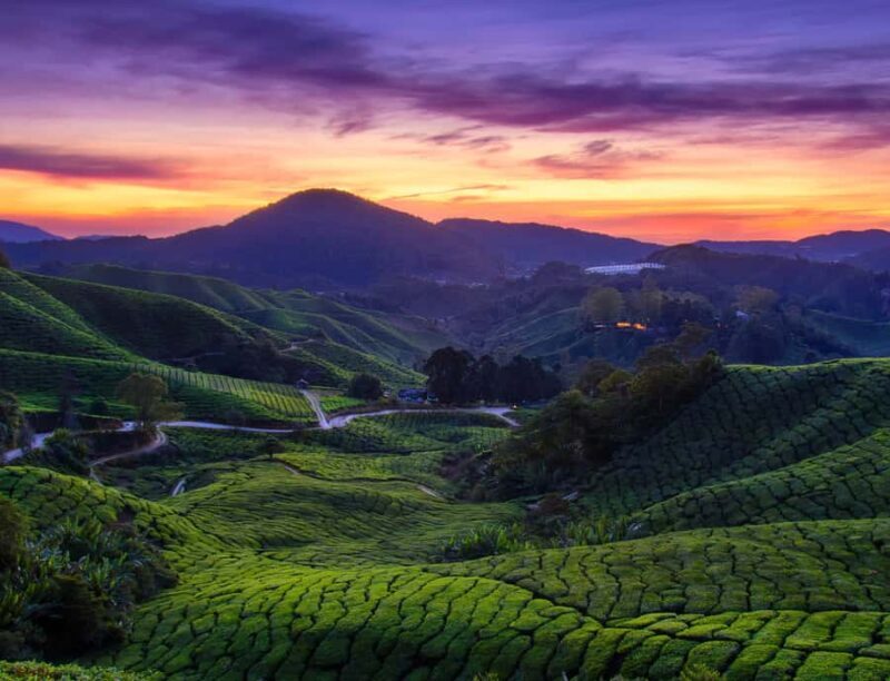 Kuala Lumpur: Cameron Highlands Private Day Tour - Final Thoughts: Who Will Enjoy This Tour?