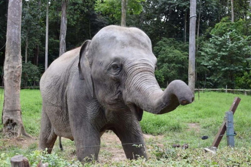 Kuala Lumpur Day Tour: Batu Caves & Elephant Sanctuary - Discover Cultural Heritage and Wildlife Conservation in One Day