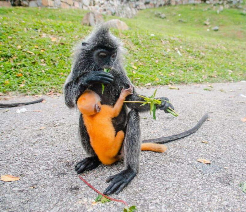 Kuala Lumpur: Fireflies & Blue Tears Tour with Seafood Meal - Unlocking the Magic of Kuala Selangor: Fireflies & Blue Tears Tour