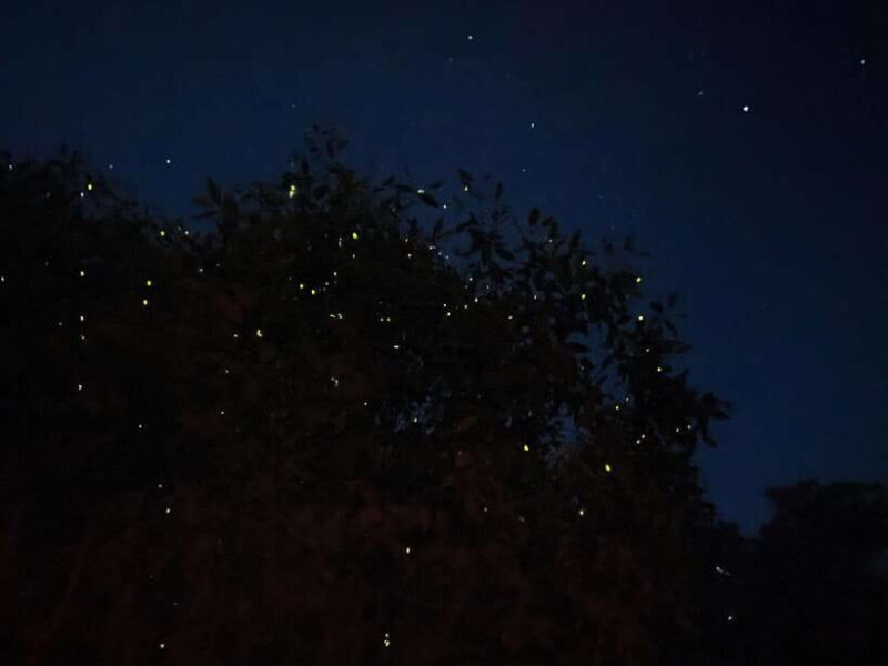 Kuala Lumpur: Kuala Selangor Fireflies and Blue Tears Tour - Final thoughts