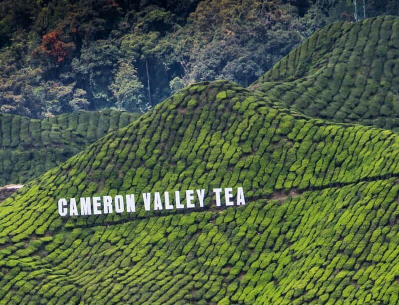Kuala Lumpur: Private Cameron Highlands & Batu Caves Tour - An In-Depth Look at the Experience