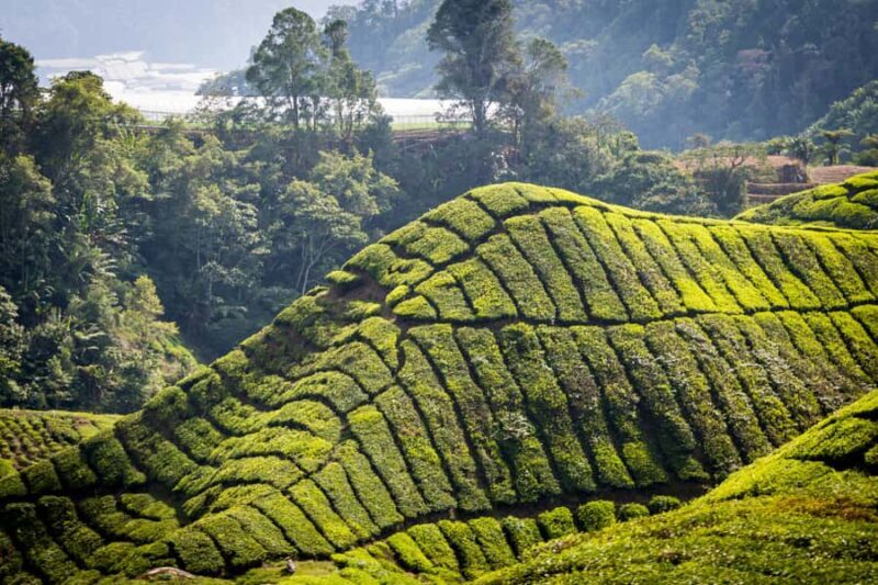 Kuala Lumpur: Private Cameron Highlands & Batu Caves Tour - Final Thoughts