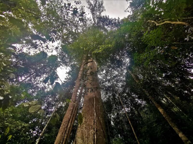 Kuala Lumpur: Taman Negara Tour w/Lata Berkoh Falls & Lunch - Key Points