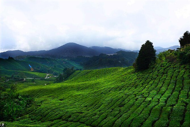 Kuala Lumpur to Cameron Highlands - Key Points