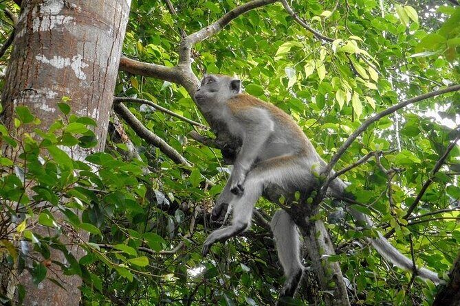 Kuala Lumpur to Taman Negara Shuttle - or vice versa - The Itinerary: What to Expect