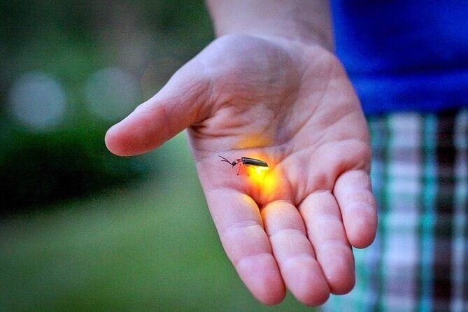 Kuala Selangor Fireflies - Batu Caves Temple- Malawati Hill DayTour With Dinner - Who Is This Tour Best For?