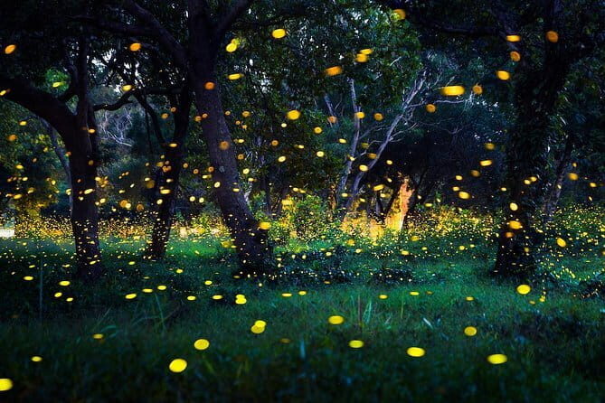Kuala Selangor Fireflies Experience Day Trip from Kuala Lumpur - Exploring the Kuala Selangor Fireflies Experience: An Honest Review