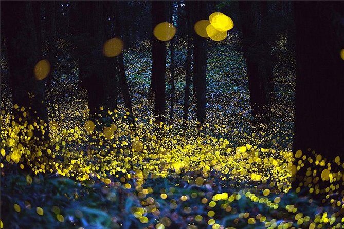 Kuala Selangor Fireflies & Nature Escape From Kuala Lumpur - What We Think About the Value