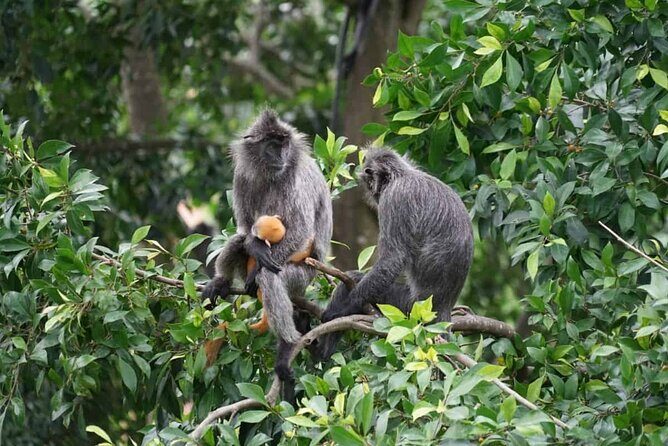 Kuala Selangor Fireflies & Nature Escape From Kuala Lumpur - Frequently Asked Questions