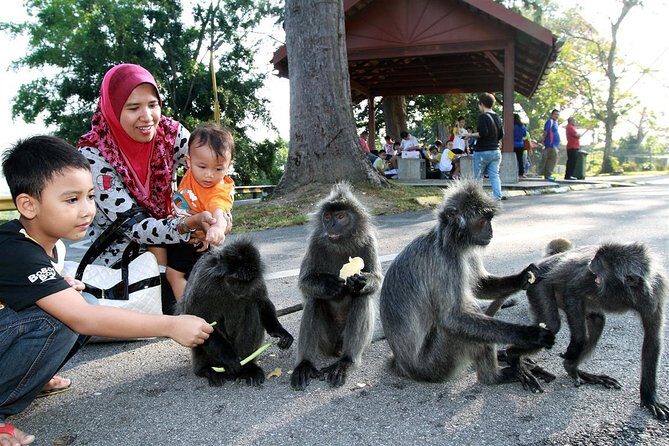 Kuala Selangor Fireflies Tour from Kuala Lumpur - Kampung Kuantan Firefly Park: Nature’s Nighttime Light Show