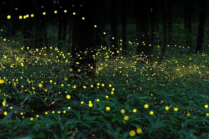 Kuala Selangor Fireflies Tour with Batu Caves & Fort Altingsburg - Who Will Love This Tour?