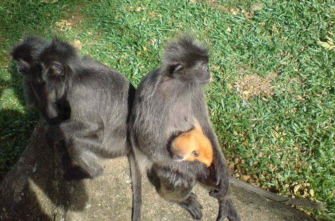 Kuala Selangor Firefly Boat Tour with Roundtrip Transfer from KL - Final Thoughts