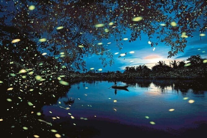 Kuala Sepetang Mangrove & Fireflies Tour with Dinner - Introduction