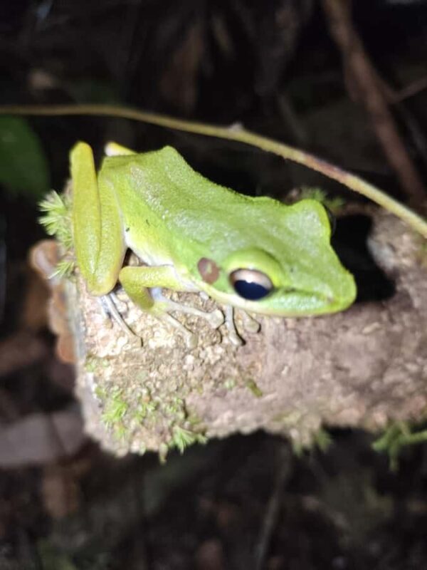 Kubah National Park: Night Frog Adventure - Introducing the Night Frog Adventure at Kubah National Park