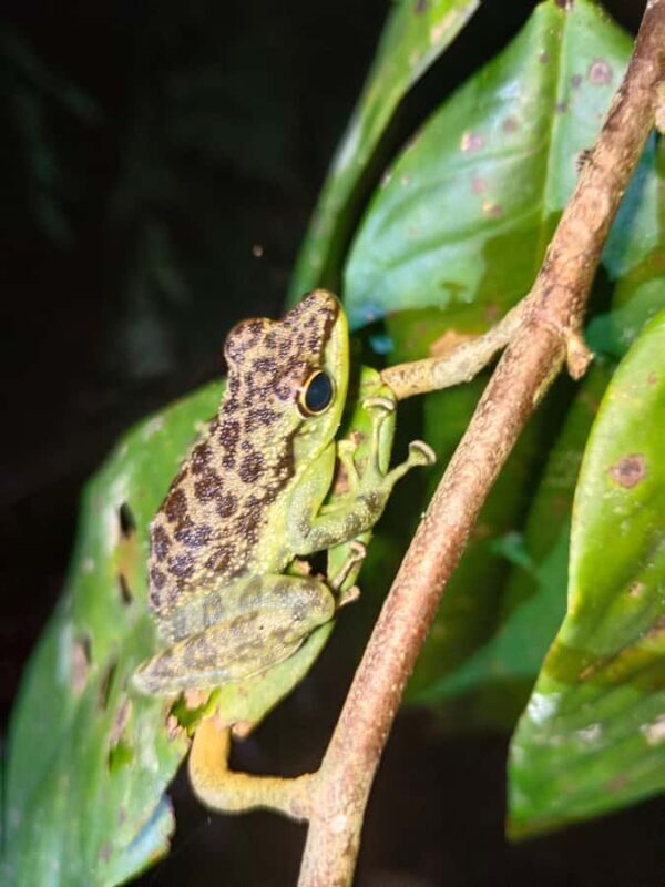 Kubah National Park: Night Frog Adventure - Key Points
