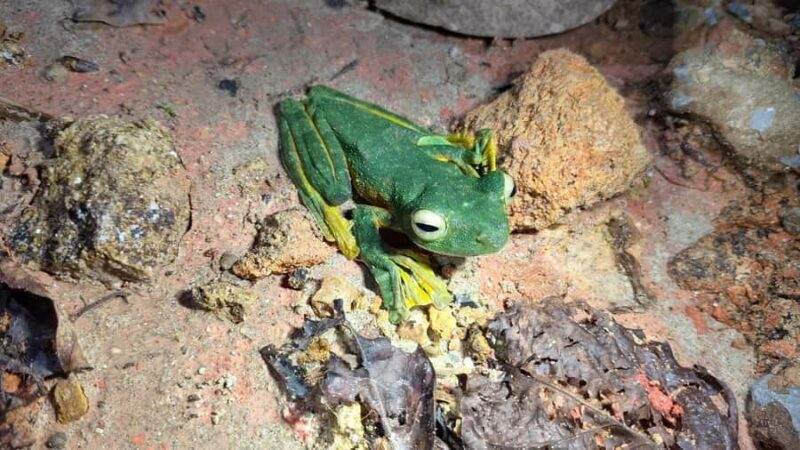 Kubah National Park: Night Frog Adventure - The Value of This Experience