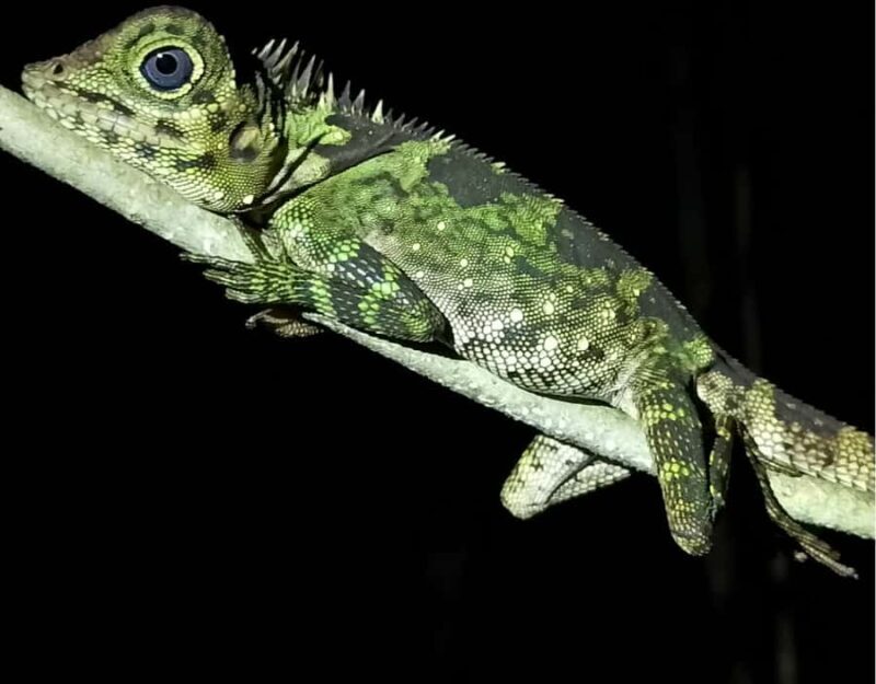 KUBAH NIGHT WALK : FROGGING & NOCTURNAL WILDLIFE - Introduction: What is the Kubah Night Walk?