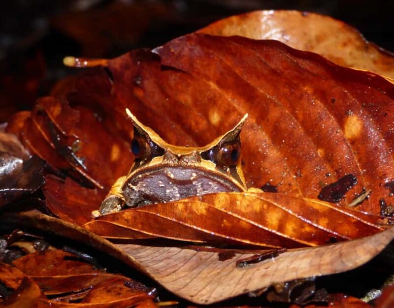 KUBAH NIGHT WALK : FROGGING & NOCTURNAL WILDLIFE - What Makes This Tour Special?