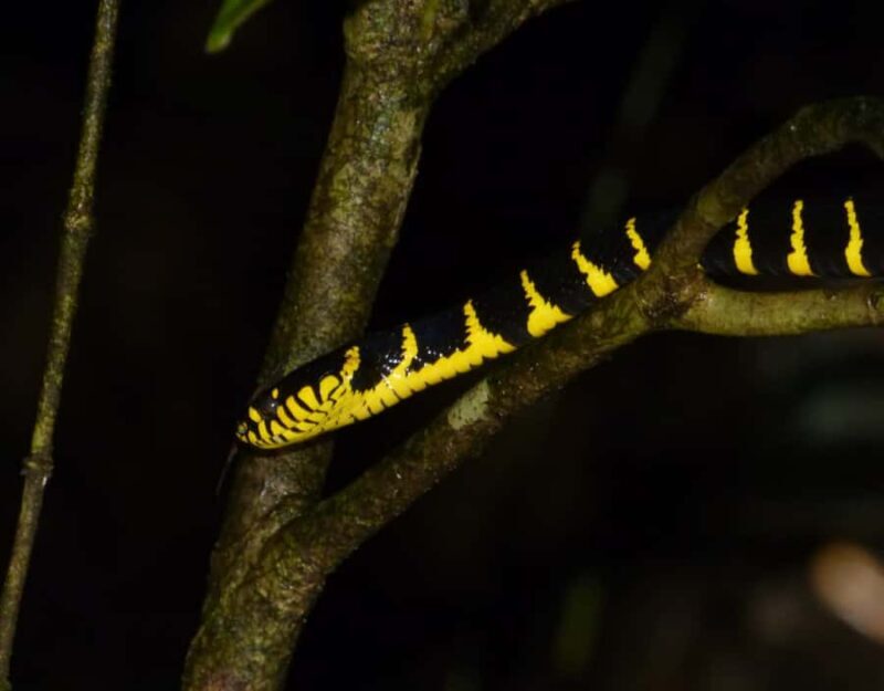 KUBAH NIGHT WALK : FROGGING & NOCTURNAL WILDLIFE - Practical Considerations
