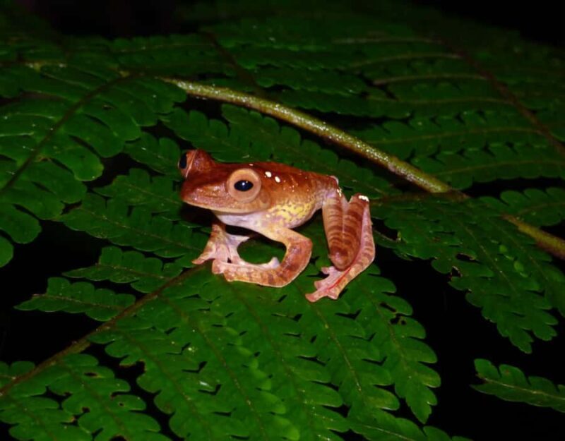 KUBAH NIGHT WALK : FROGGING & NOCTURNAL WILDLIFE - FAQs