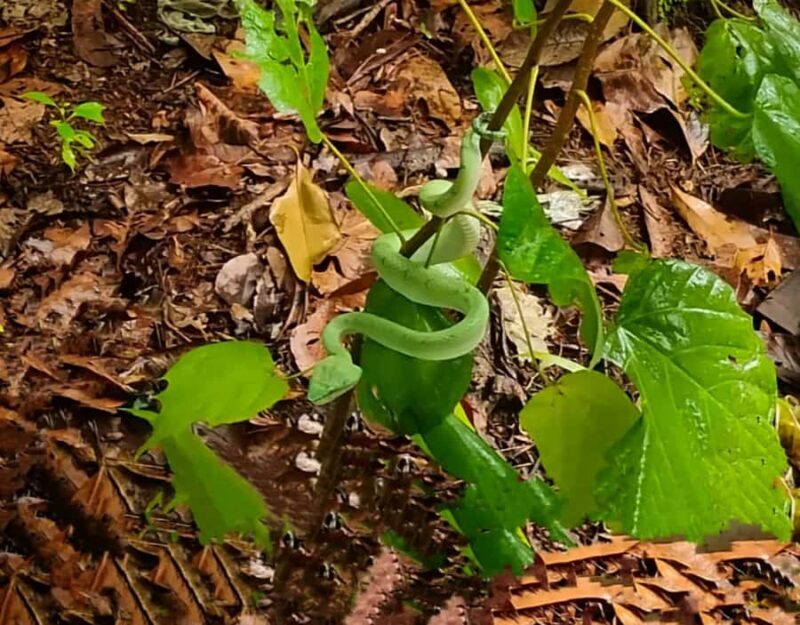 Kuching: Guided Day Trip to Bako Wildlife Day Tour - FAQ