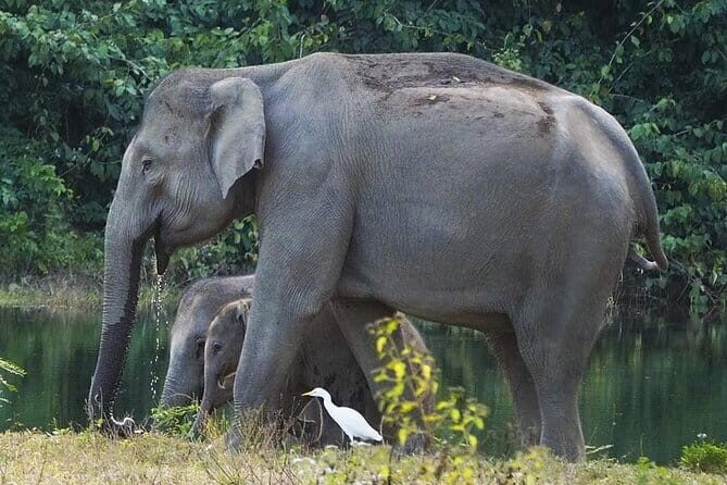 Kui Buri Wildlife Park & Community Living Beside Elephants - Duration and Pacing