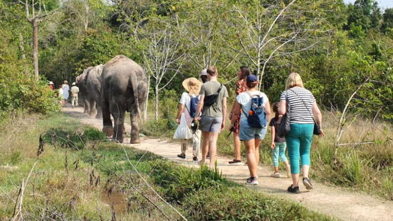Kulen Elephant Forest and Banteay Srei Temple Tour - An In-Depth Look at the Tour Experience