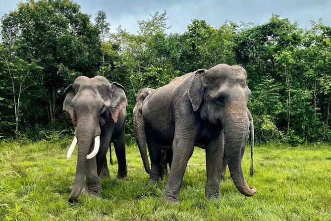 Kulen Elephant Forest and Tonle Sap Lake by Private Tour - A Detailed Look at the Tour Experience