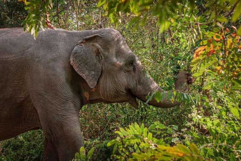 Kulen Elephant Forest Siem Reap in Small Group - Discovering the Heart of Cambodia’s Elephant Conservation at Kulen Elephant Forest