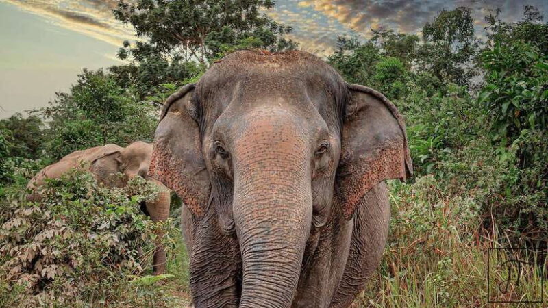 Kulen Elephant Forest Siem Reap in Small Group - An in-depth look at what this tour offers