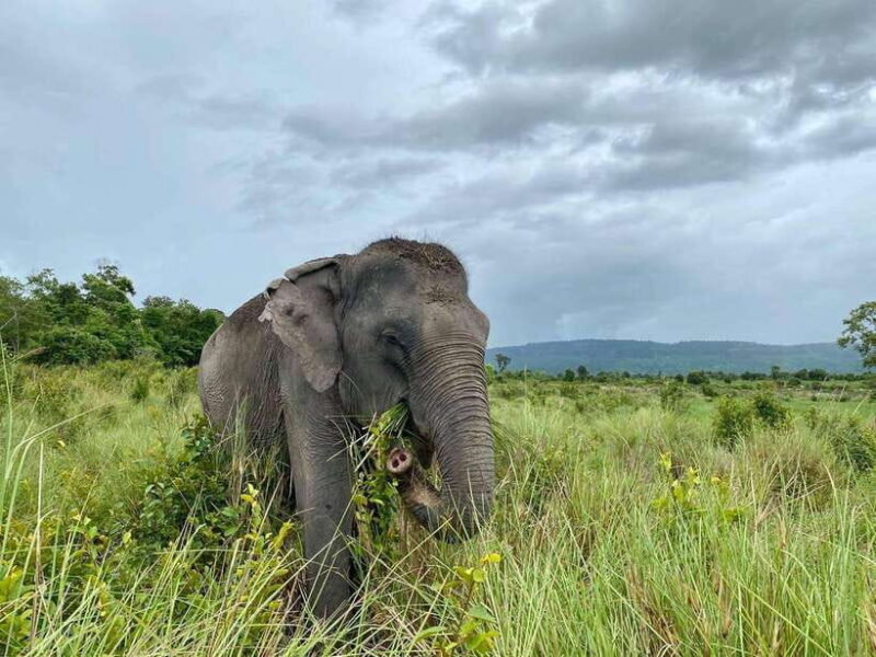 Kulen Elephant Forest Siem Reap in Small Group - Frequently Asked Questions