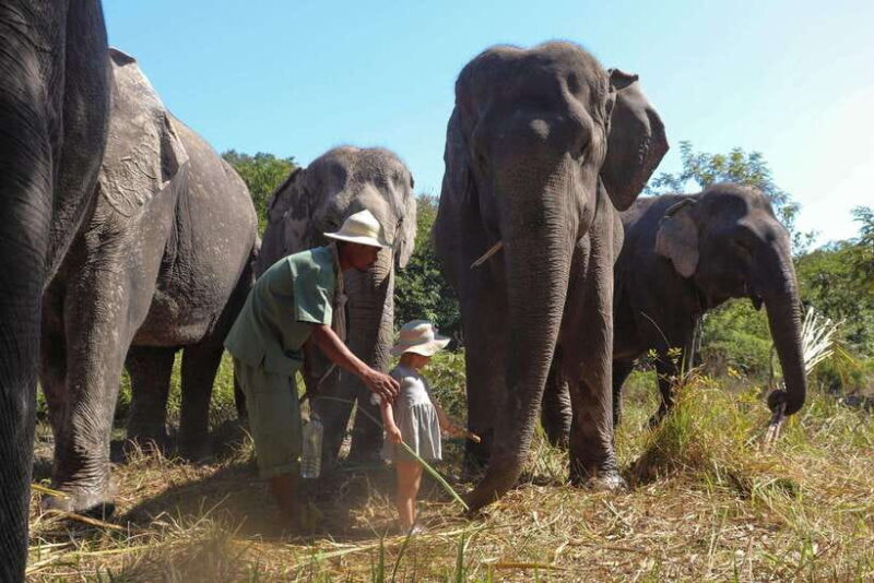 Kulen Elephant Forest Siem Reap in Small Group - Final thoughts