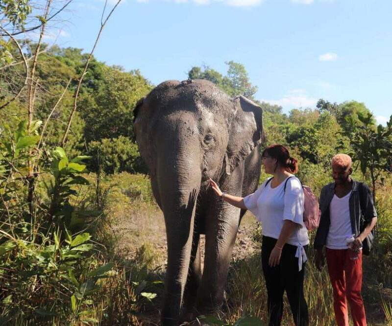 Kulen Mountain Day Trip with Picnic & Kulen Elephant Forest - Who Should Consider This Tour?