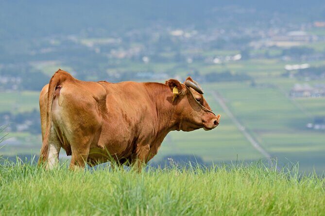 Kumamoto Castle Suizenji Garden and Aso Full-Day Tour Option - Exploring Kumamoto Castle: Japan’s Fortress of Pride