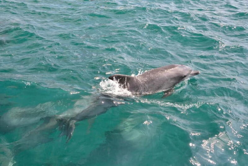 Kumamoto: Dolphin Watching and Zipline Experience Tour - What to Expect on Your Amakusa Day Trip