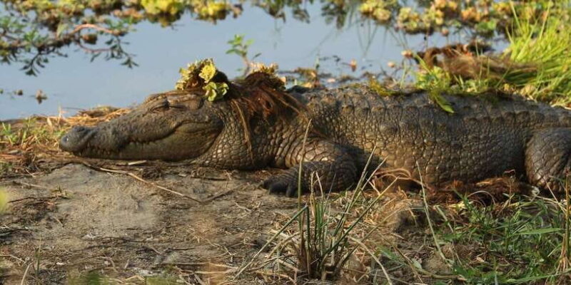 Kumana National Park : Full Day Safari (05:00 am - 06:00 pm) - Why This Safari Stands Out: What You Can Expect