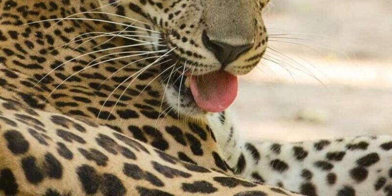 Kumana National Park : Full Day Safari (05:00 am - 06:00 pm) - Deep Dive into the Itinerary