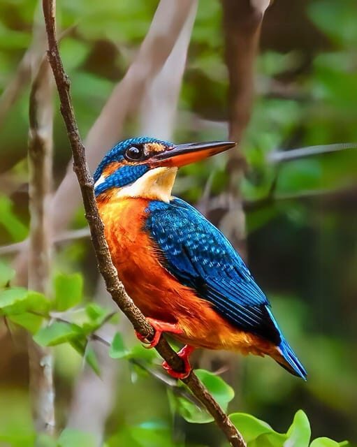 Kumana National Park : Full Day Safari (05:00 am - 06:00 pm) - Value and Pricing Analysis