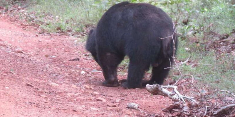 Kumana National Park : Full Day Safari (05:00 am - 06:00 pm) - Who Will Love This Tour?