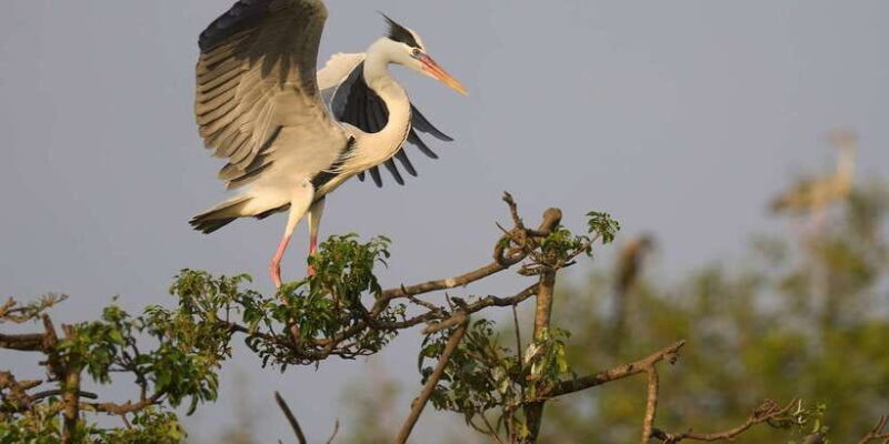 Kumana National Park : Full Day Safari (05:00 am - 06:00 pm) - FAQ