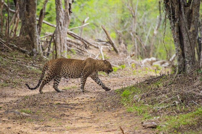 Kumana National park Full day safari - Why We Think the Kumana Safari is Worthwhile