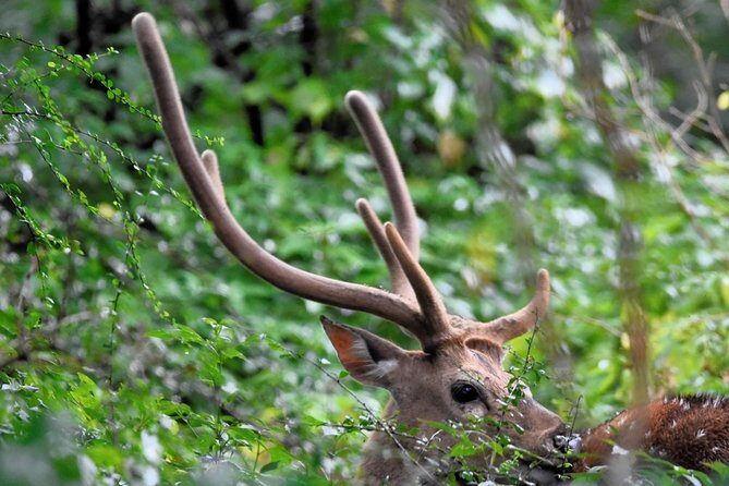 Kumana National park Full day safari - Authentic Feedback from Travelers