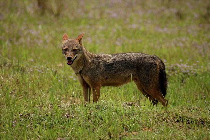 Kumana National park Full day safari - FAQs