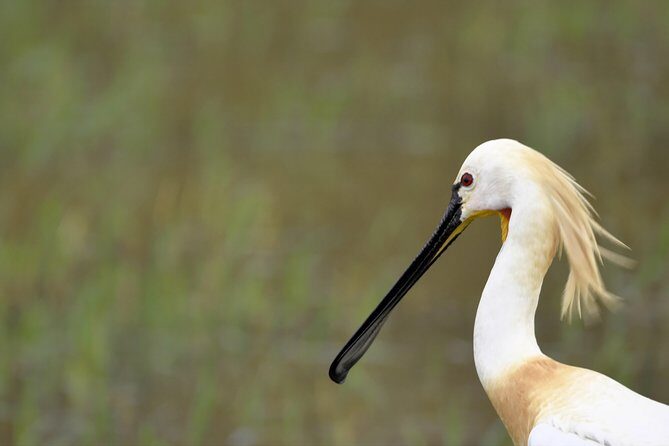 Kumana National park Full day safari - Final Thoughts